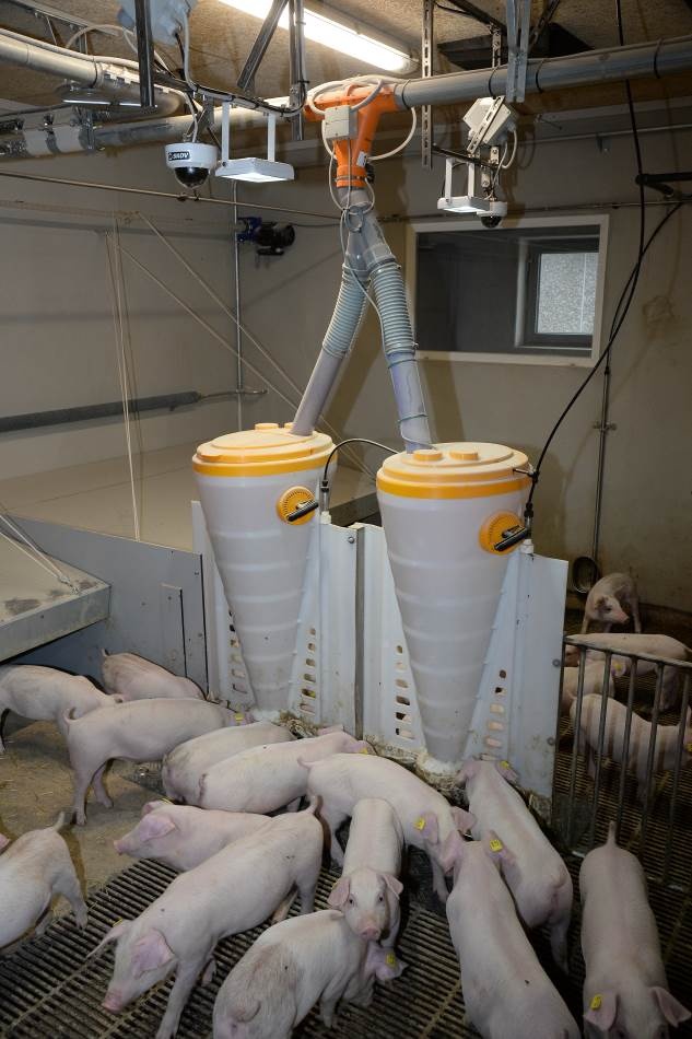 Hikvision Cameras Help Farmers to Weigh Pigs • GIT-SECURITY.com is the ...